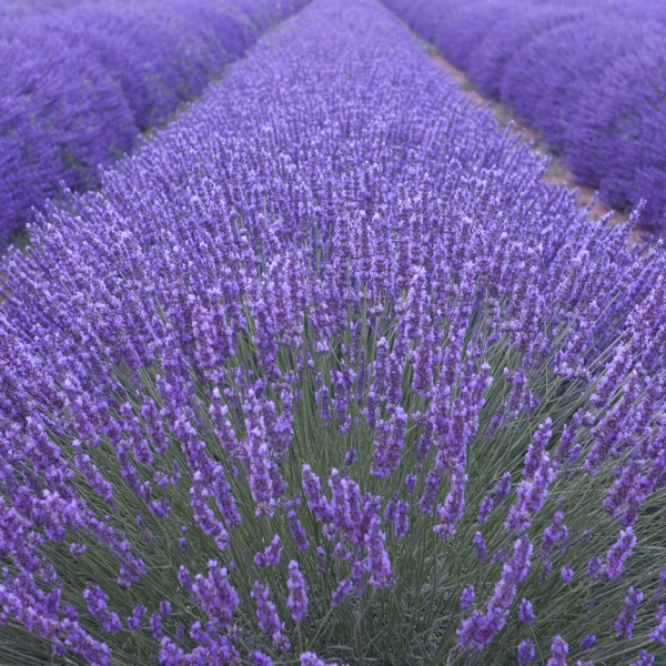Levantica (Lavandula ang. Munstead)
