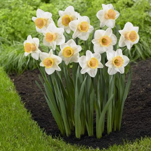 Narcise Salome (Narcissus Salome)