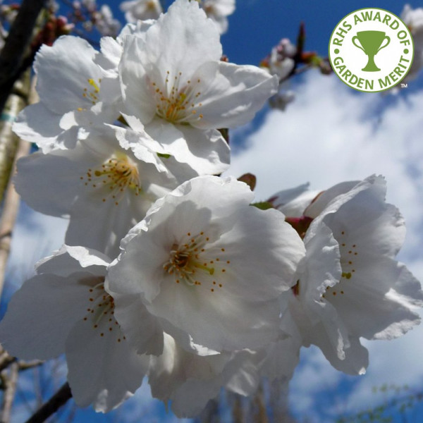 Cires japonez alb (Prunus serrulata Tai Haku)