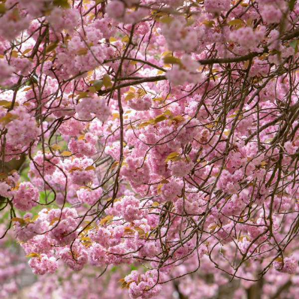Cires japonez roz (Prunus serrulata Pink Perfection)