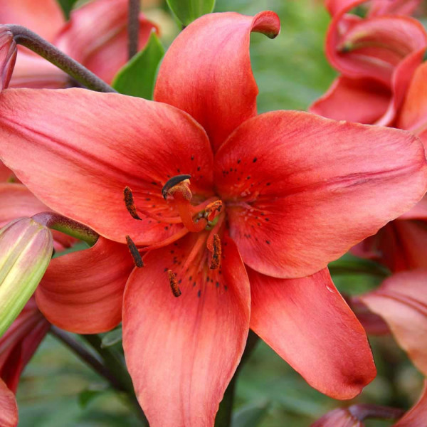 Crini Pearl Lorraine