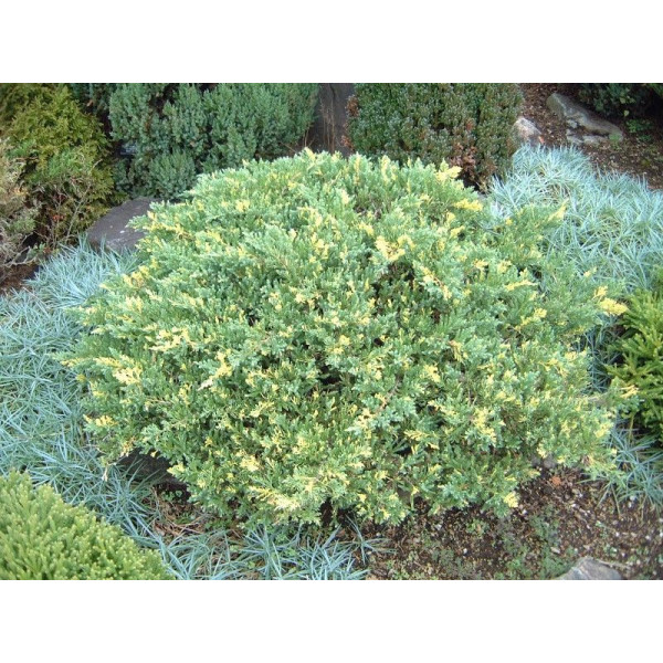 Ienupar tarator vargat ( Juniperus ch Expansa Aureospicata)