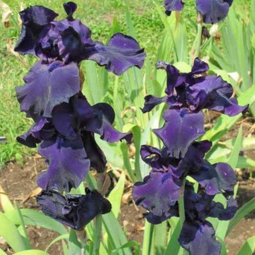 Iris Black dragon