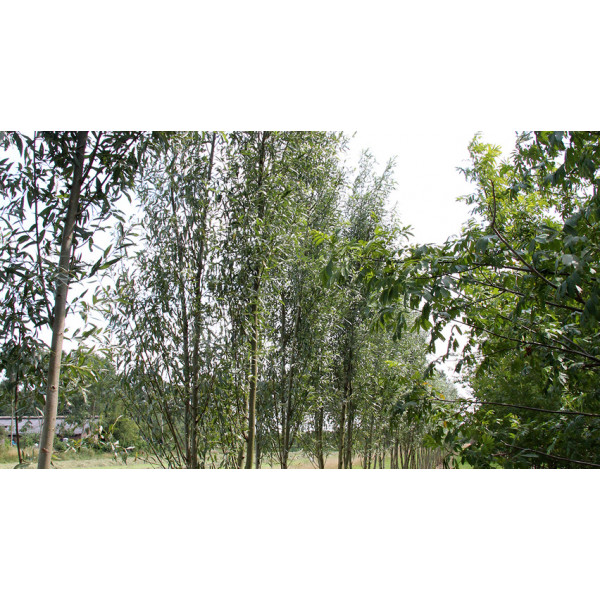 Salcie productie (Salix alba Clona RO 201)