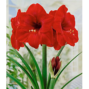 Amarilis - Red Lion