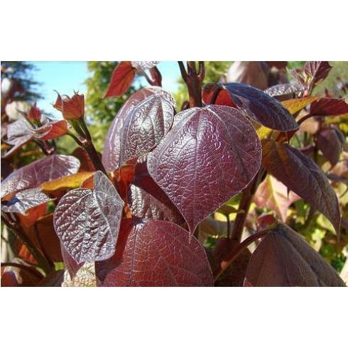 Catalpa purpurie (Catalpa erubescens Purpurea)