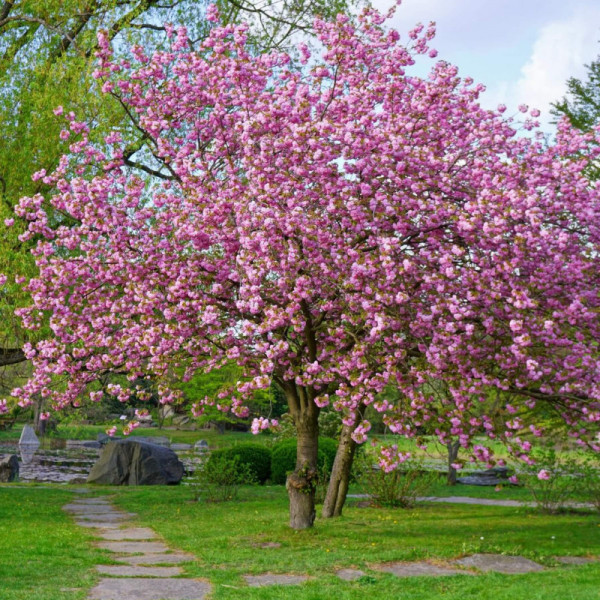 Cires japonez roz (Prunus serrulata Pink Perfection)