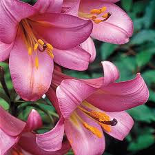 Crini Pink perfection