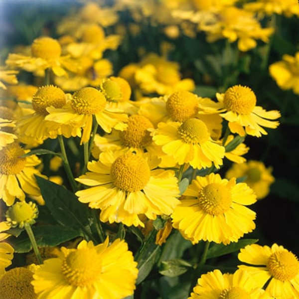 Helenium autumnale Helena Gold