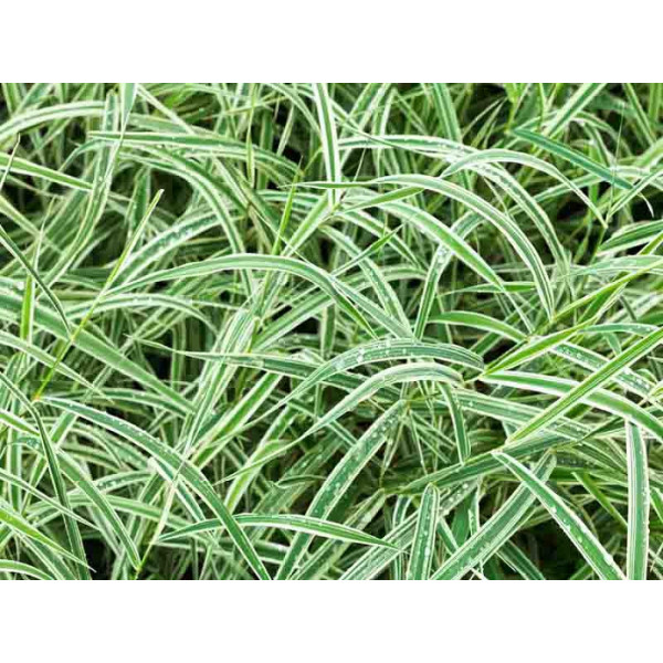 Iarba decorativa variegata (Carex morrowii 'Variegata')