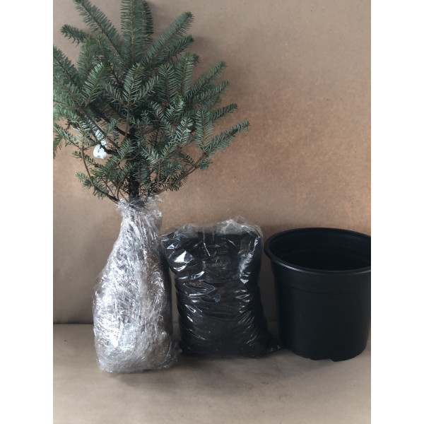 Kit Brad Craciun - Brad corean (Abies koreana) 30-50