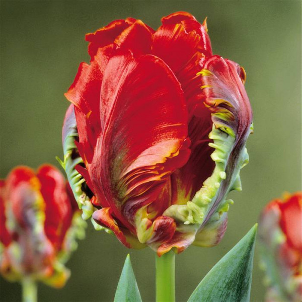 Lalele Rococo (Tulips Rococo)