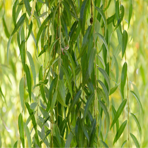 Salcie pletoasă (Salix babylonica)