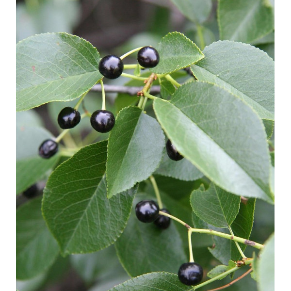 Visin turcesc ( Prunus mahaleb)