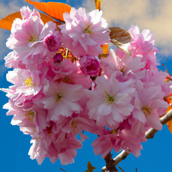 Cires japonez roz (Prunus serrlulata Kanzan)