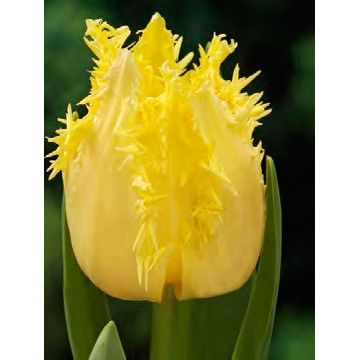Lalele Crispy gold (Tulips Crispy gold)
