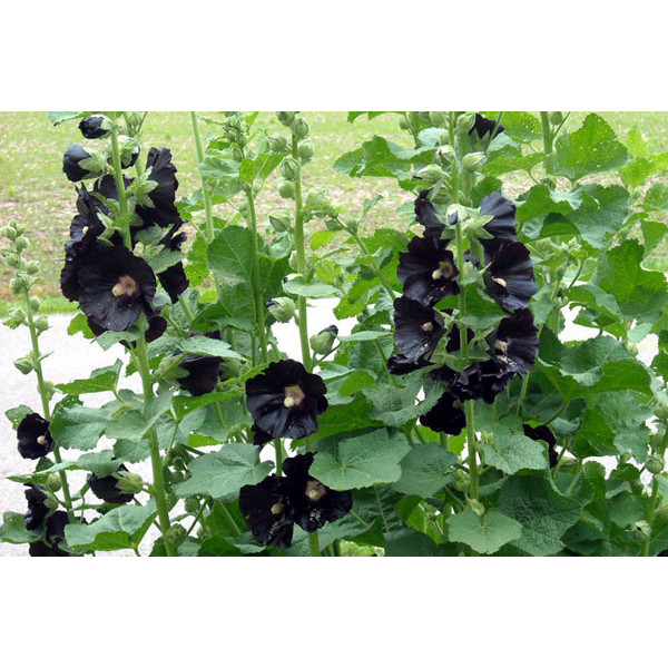 Nalba de gradina (Alcea rosea Nigra)