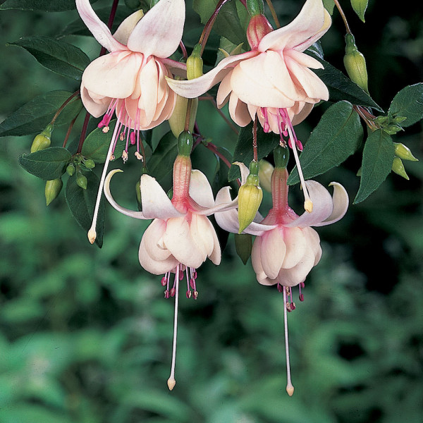 Cercelus alb (Fuchsia Harry Grey)