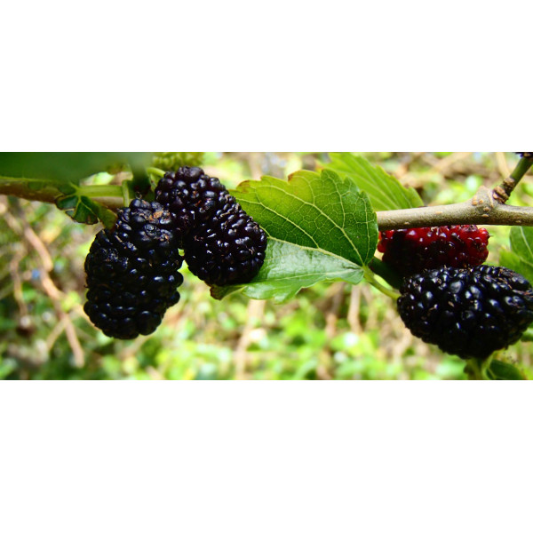 Dud negru (Morus nigra) 140-170 cm