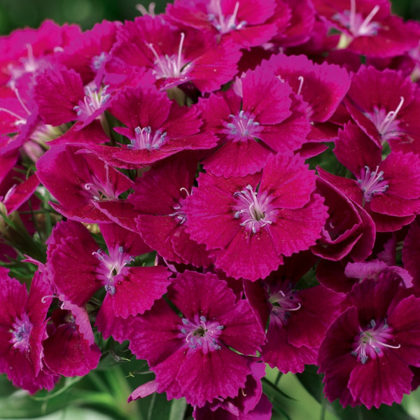 Garofite purpurii (Dianthus Barbarini Purple)