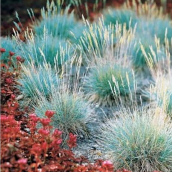 Iarbă albastră (Festuca valesiaca Glaucantha)