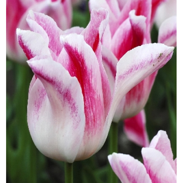 Lalele Holland chic (Tulips Holland chic)