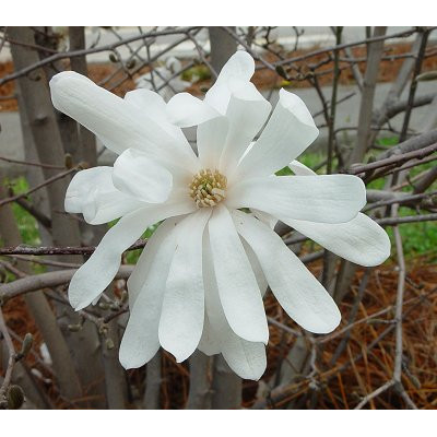 Magnolia stelata (Magnolia stellata)