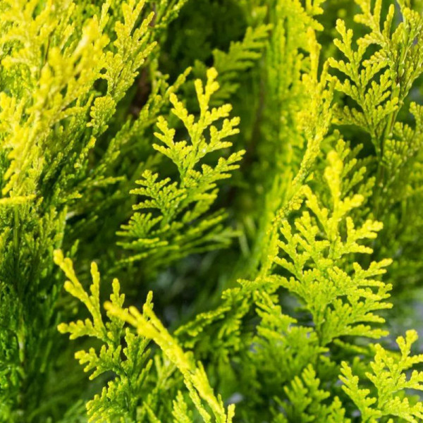 Chiparos galben (Chamaecyparis law. Ivonne)