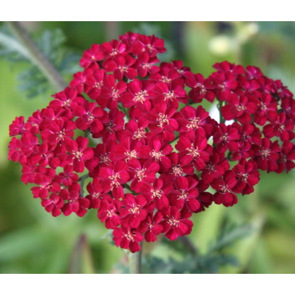 Coada soricelului rosie (Achilea millefolium Red Velvet)