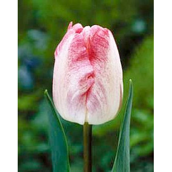Lalele Ganders rhapsody (Tulips Ganders rhapsody)