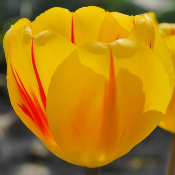 Lalele Juliette (Tulips Juliette)