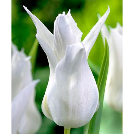 Lalele Tres Chic(Tulips Tres Chic)