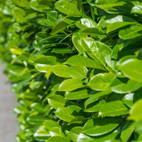 Laur englezesc (Prunus laurocerasus Novita)