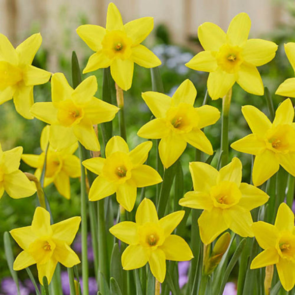 Narcise Marie Curie Diamond (Narcissus Marie Curie Diamond)