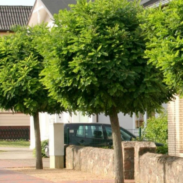 Salcam globular altoit (Robinia pseudoacacia umbraculifera) 200-250 cm