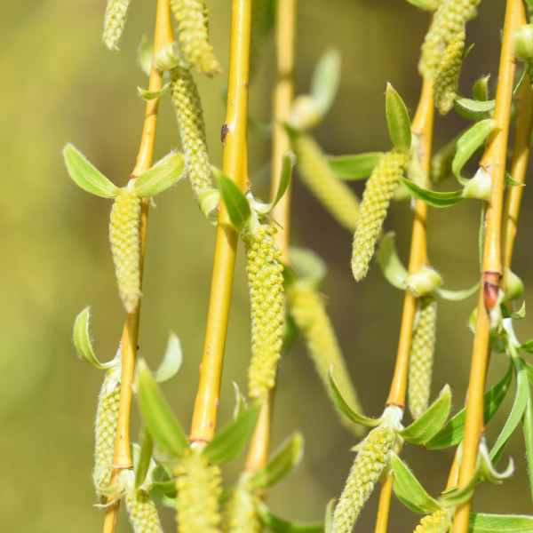 Salcie pletoasă (Salix babylonica)