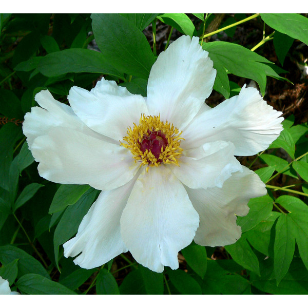 Bujor arbustiv (Paeonia suffuricosa)