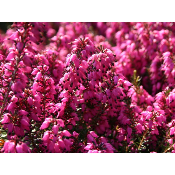 Erica (Erica Kramer rote)