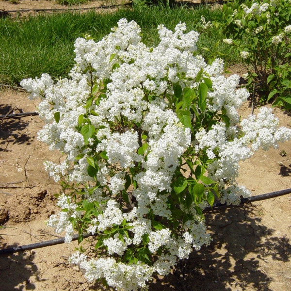 Liliac alb (Syringa vulgaris Miss Ellen Willmott)