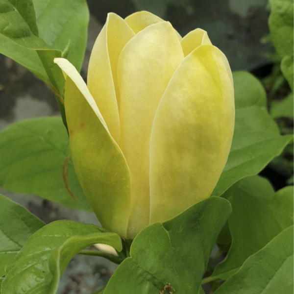 Magnolia galbena (Magnolia Yellow river)