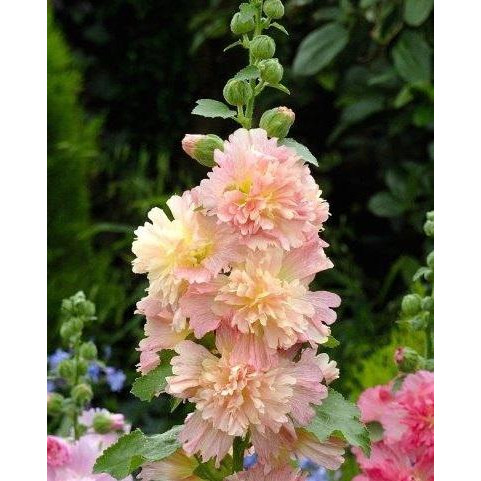 Nalba de gradina (Alcea rosea Spring Apricote)
