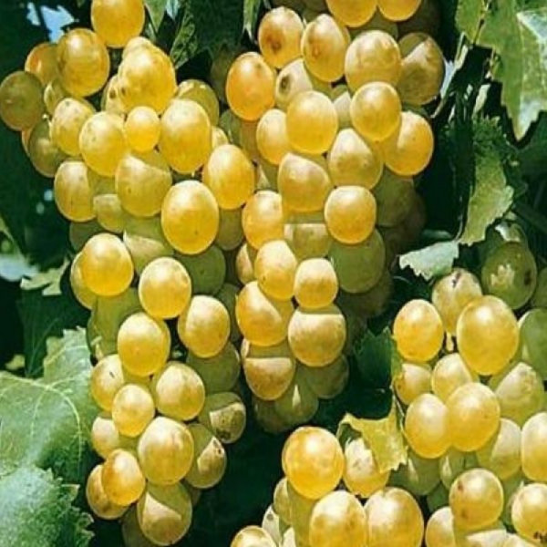 Vita de vie Ceasla (Chasselas Dore)