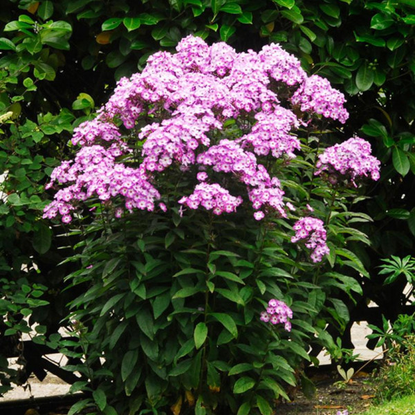 Brumarele (Phlox Laura)