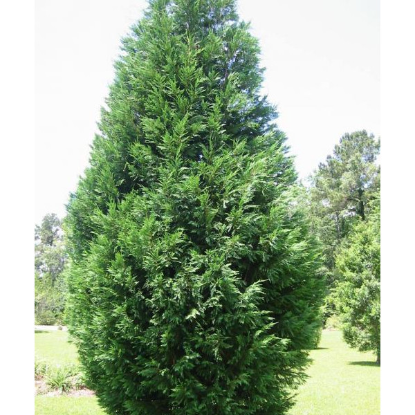 Chiparos de California (Chamaecyparis lawsoniana)