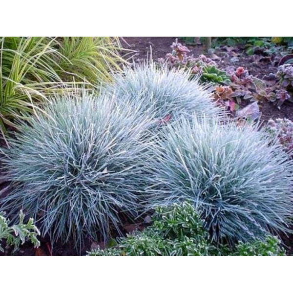 Iarba albastra (Festuca glauca 'Elijah blue')