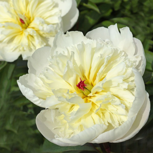 Bujor Lactiflora Immaculee(Paeonia Lactiflora Immaculee)