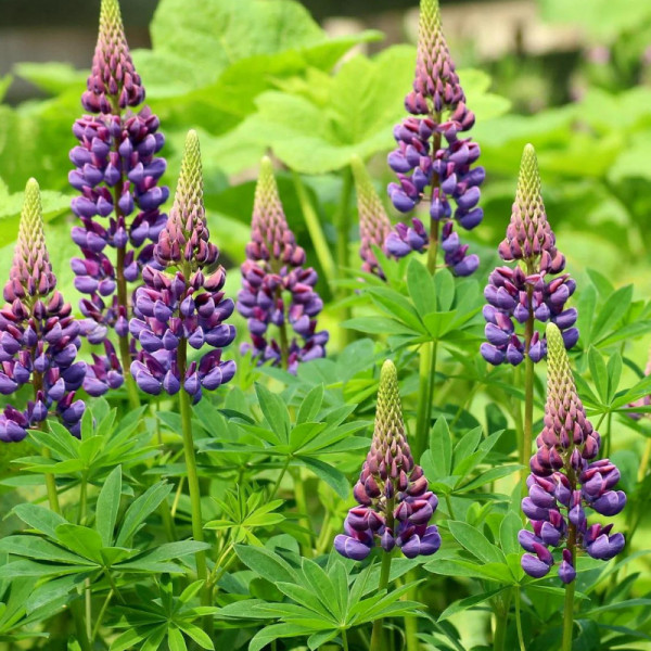 Cafelute albastre (Lupinus p. Legendary blue shades)