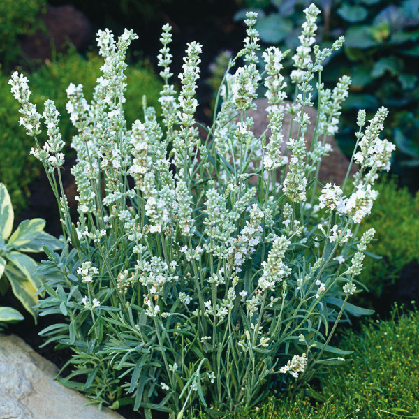 Levantica alba (Lavandula ang. Elegant ice)