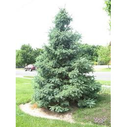 Molid alb (Picea glauca)