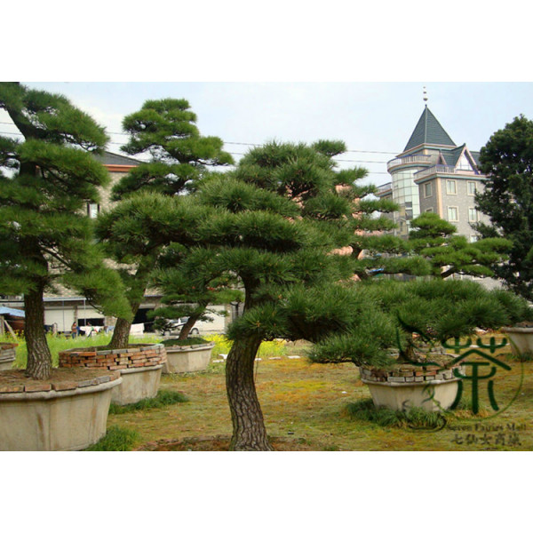 Pin negru japonez (Pinus thunbergii)